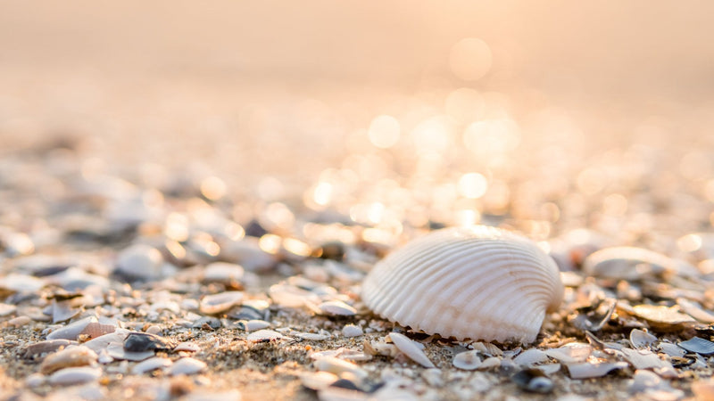 Seashell Symbolism and Meaning – HarperCrown