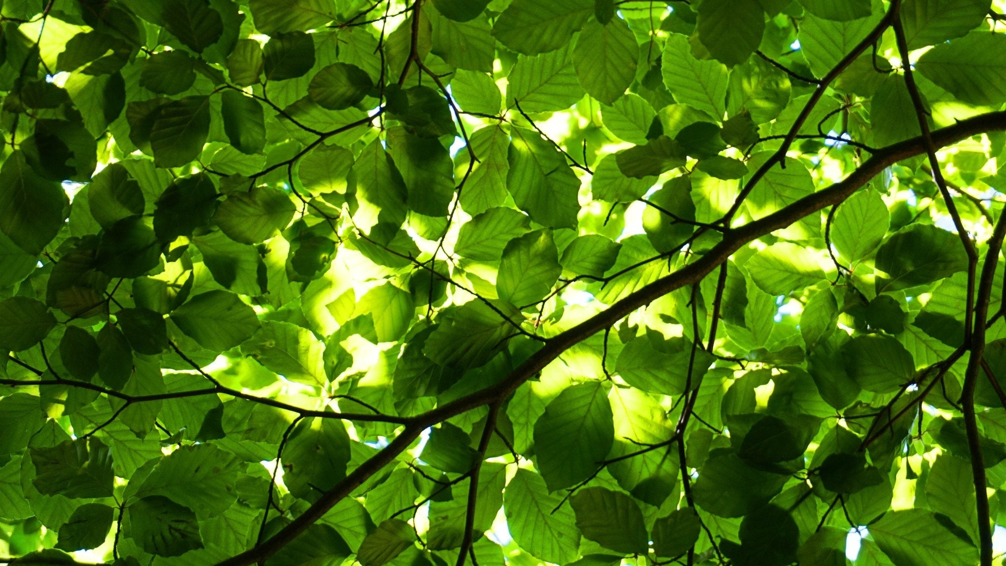 The Meaning and Significance of Leaves in Jewelry