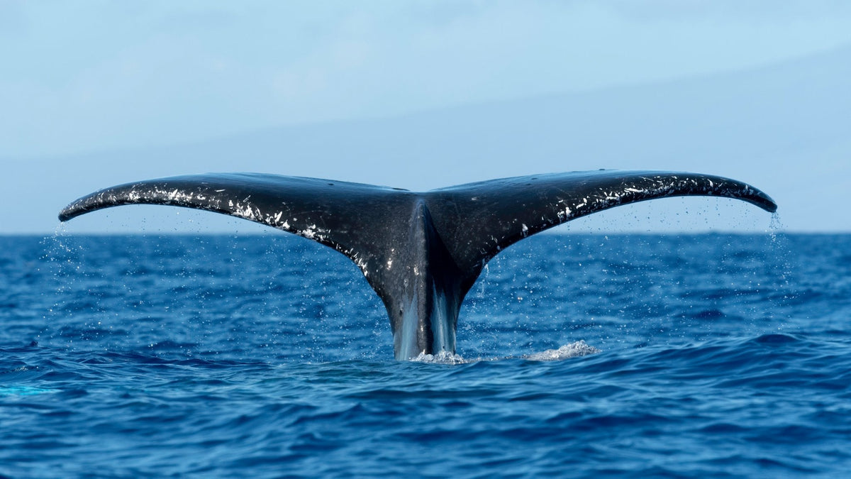 Whale Tail Meaning and Symbolism